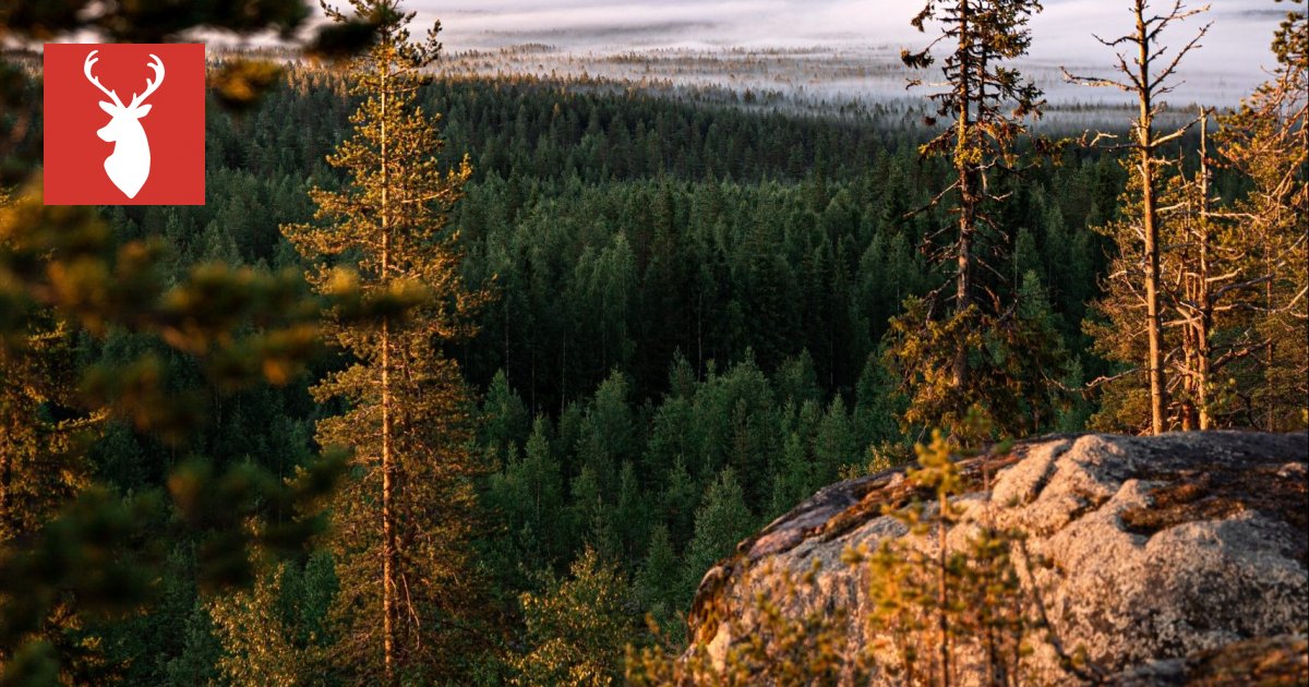 Lapland in summer - June, July, and August | Lapland Finland